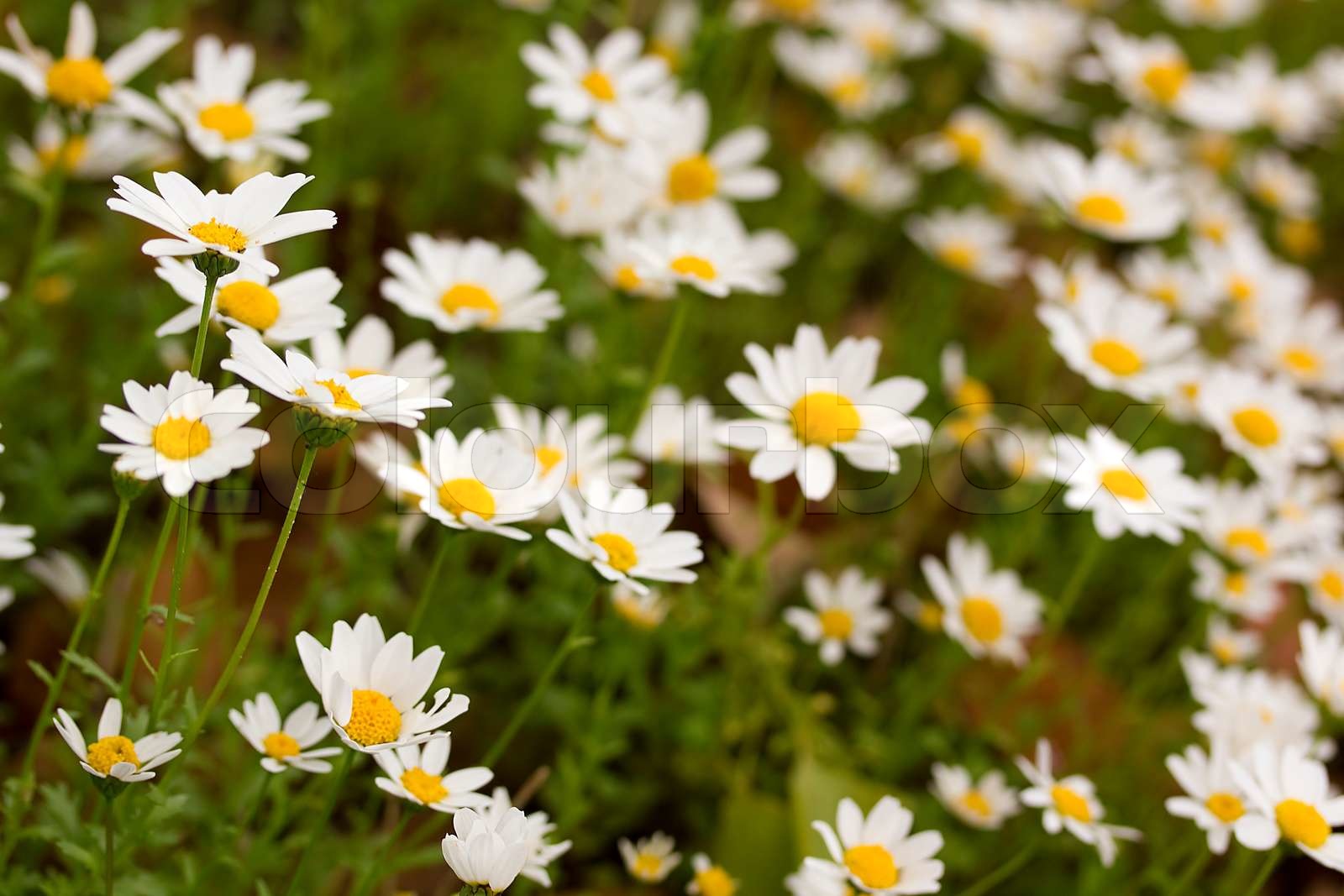 Close-up photograph of white daisies at a daisy field. | Stock image ...