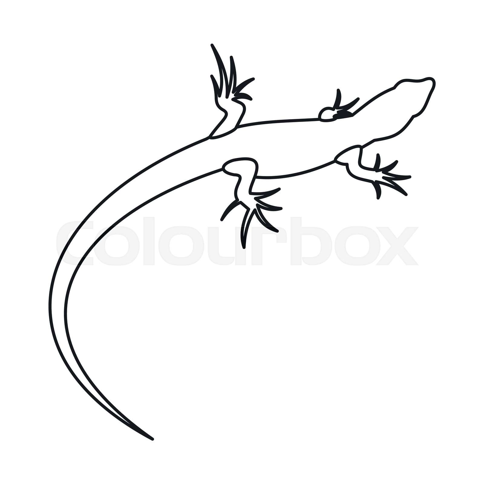 Lizard Drawing Outline