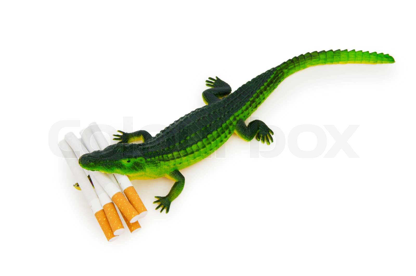 Crocodile with cigarettes isolated on white | Stock image | Colourbox