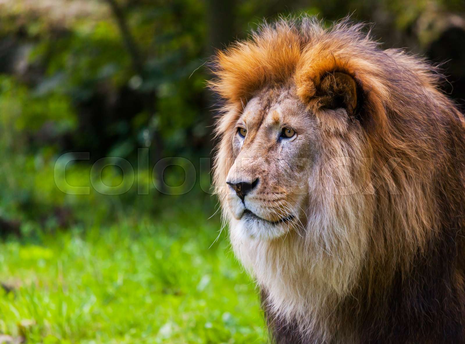 lion looks to the left in a portrait | Stock image | Colourbox