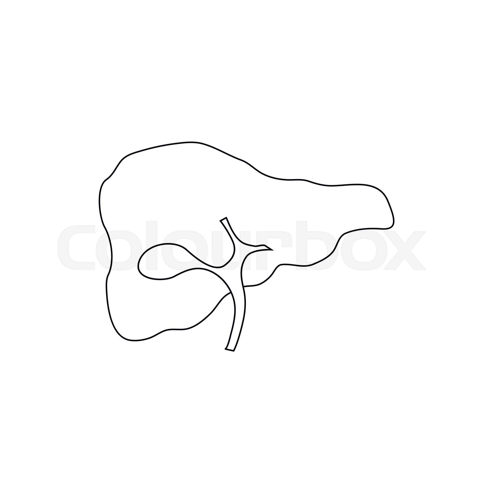 Human liver icon, outline style | Stock vector | Colourbox