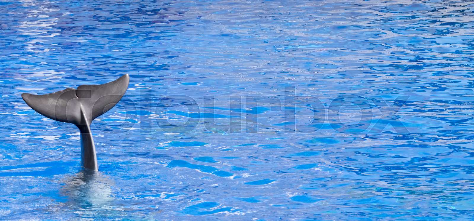 Dolphin waving goodbye with tail | Stock image | Colourbox