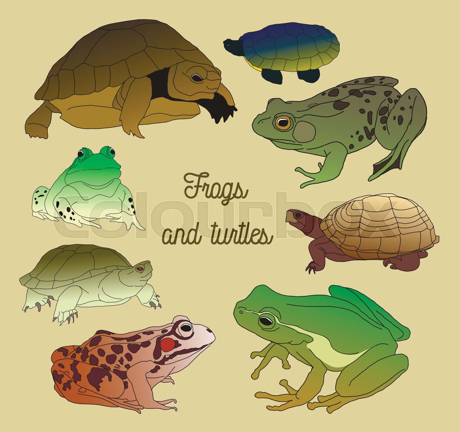 Set with frogs and turtless | Stock vector | Colourbox
