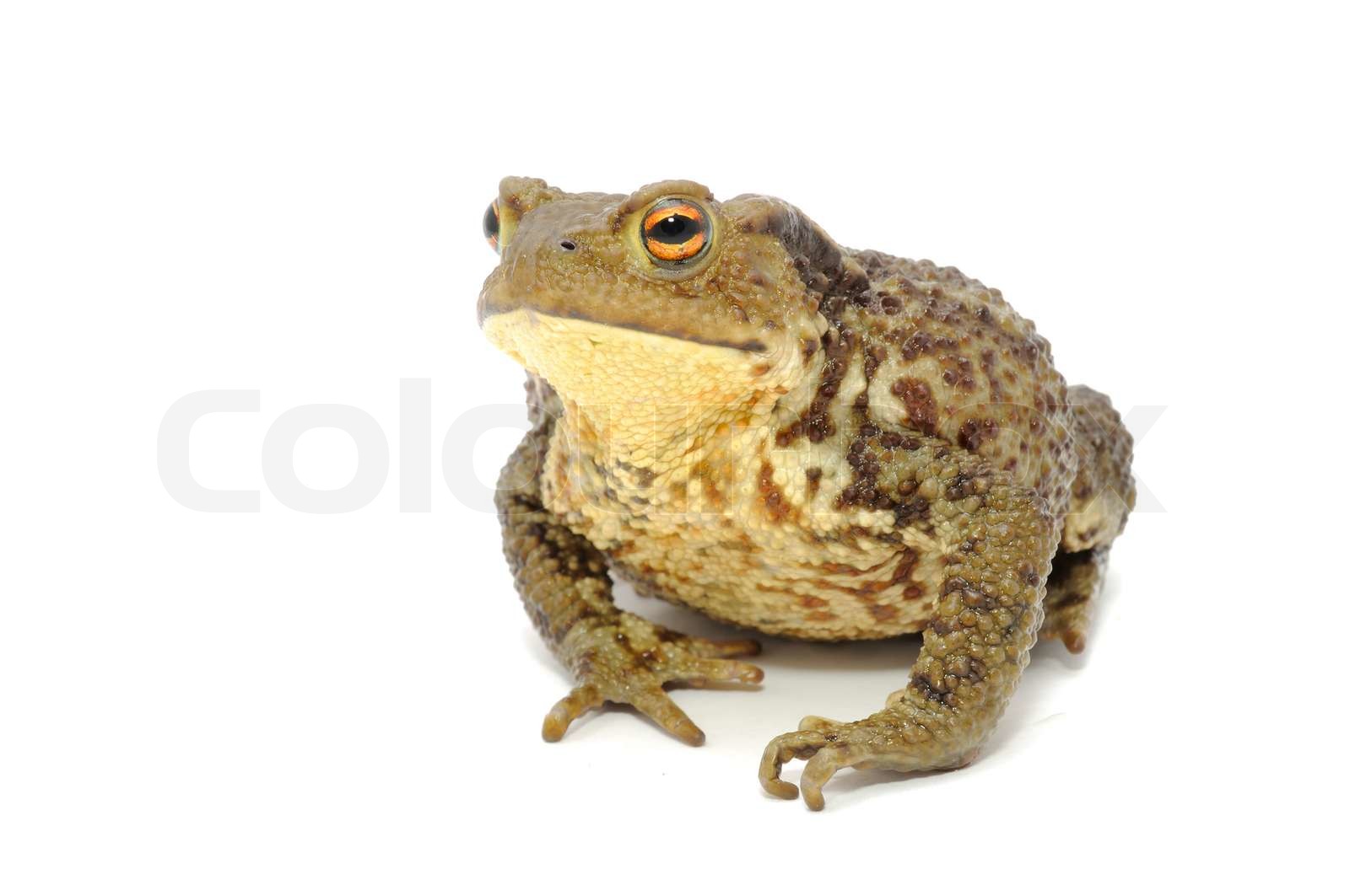 Toad Isolated on White Background | Stock image | Colourbox