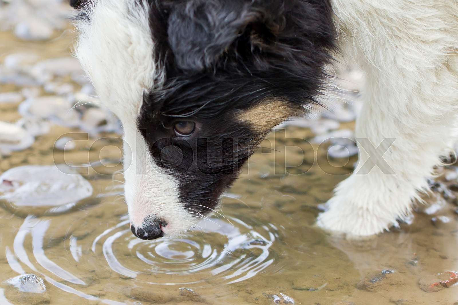 Small Border Collie puppy on a farm, drinking from a pool | Stock image ...