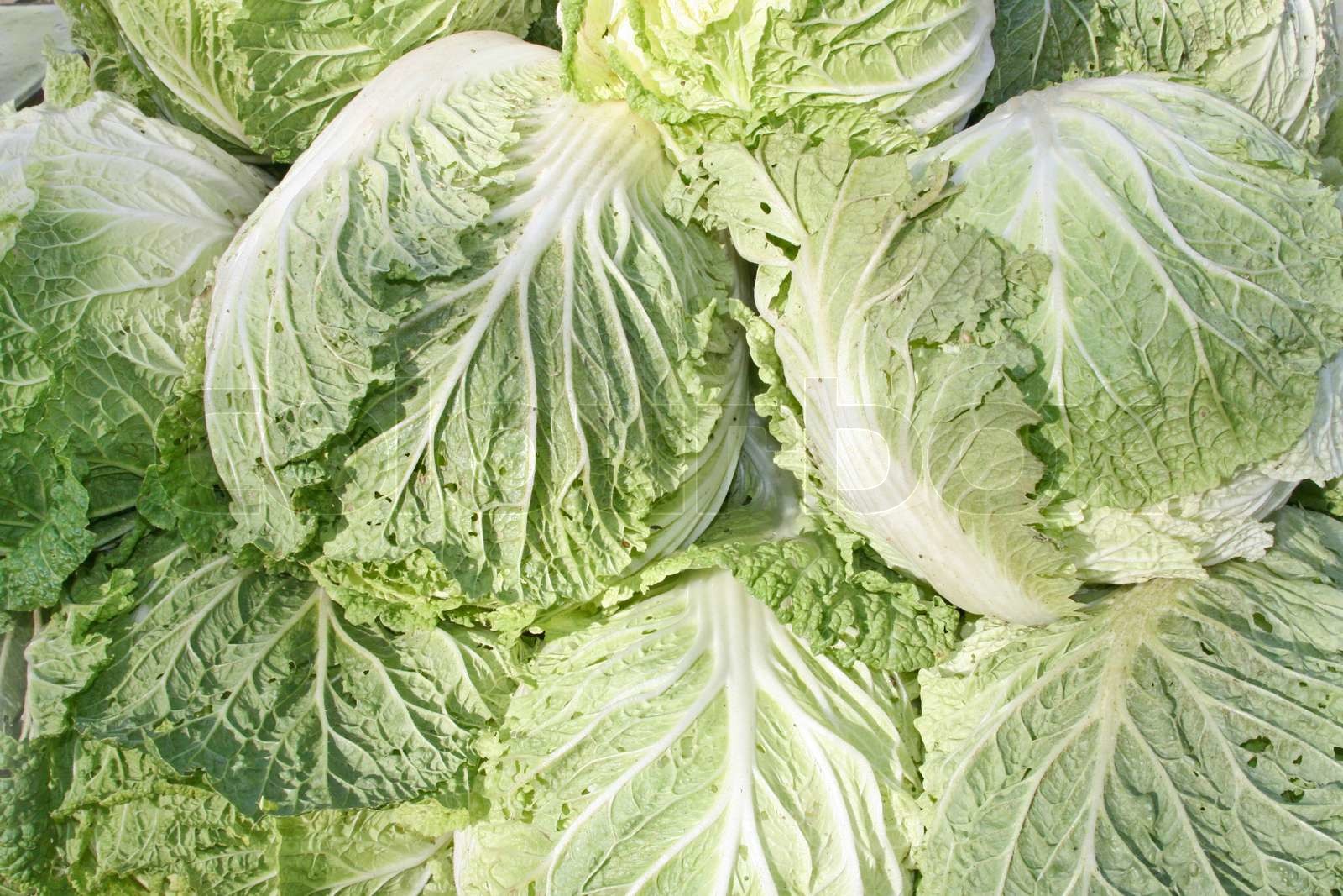 Kohl | Stock Bild | Colourbox