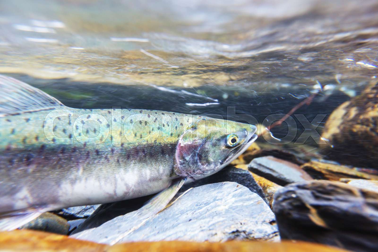 Spawning salmon | Stock image | Colourbox