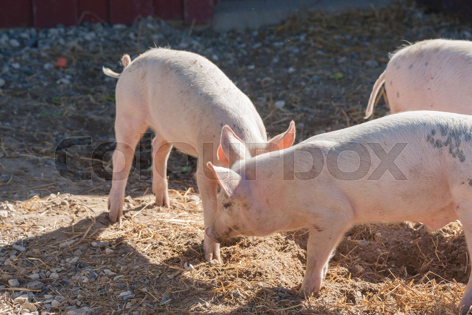 Pigs playing aroung in a yard | Stock image | Colourbox