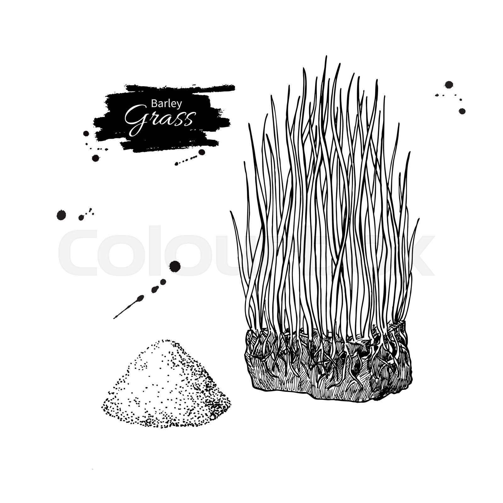 Barley grass and powder vector superfood drawing. Isolated hand | Stock ...