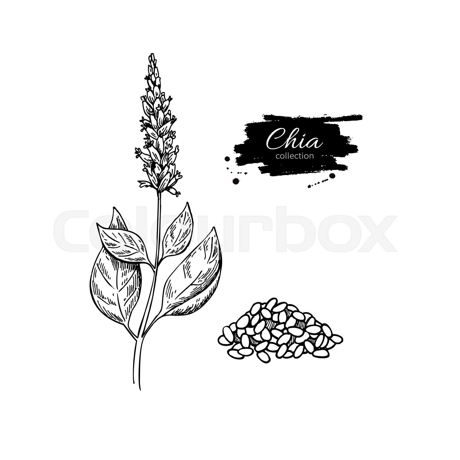 Chia plant and seeds vector superfood drawing. Isolated hand dra ...