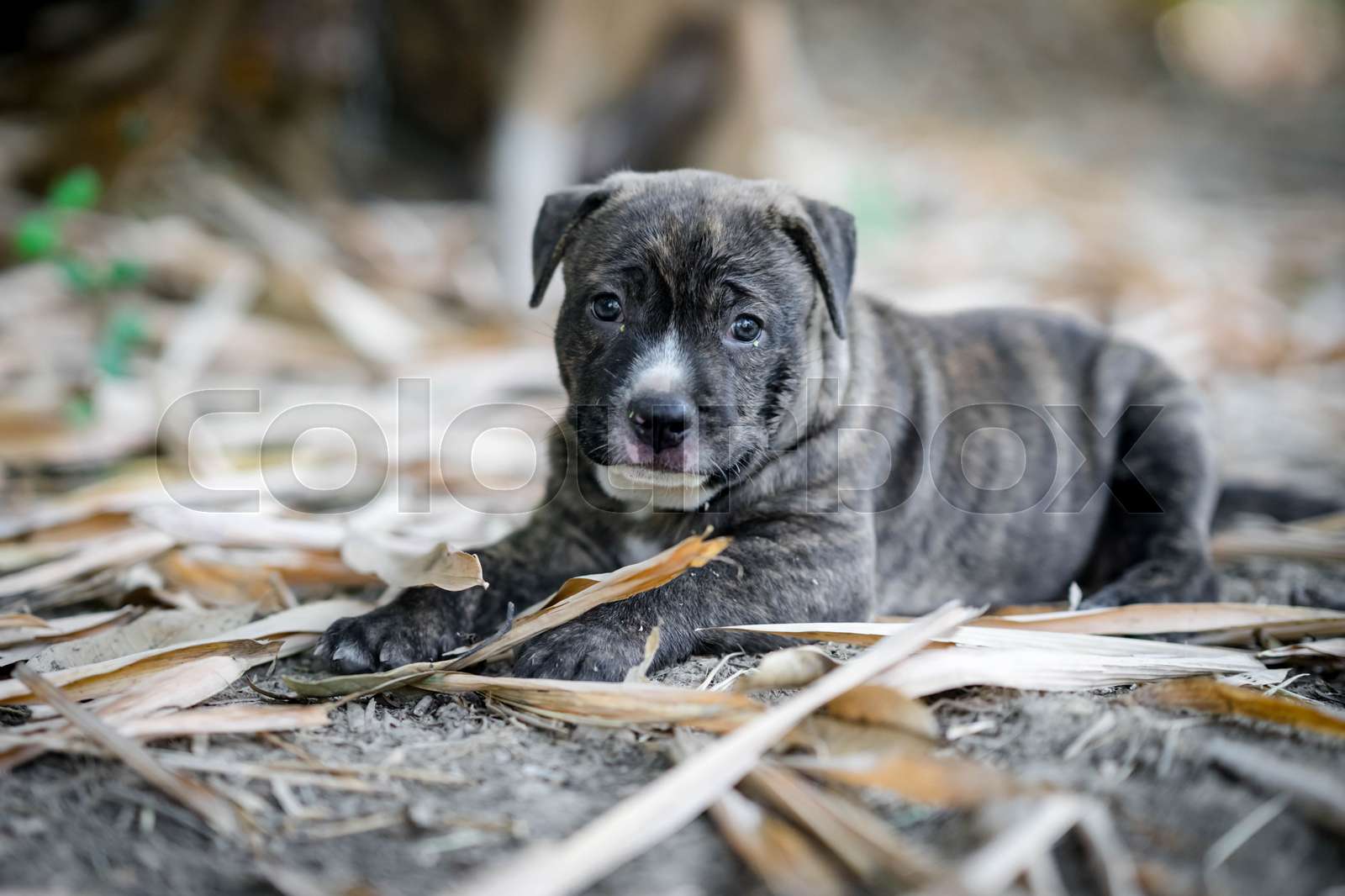 pitbull puppy dog | Stock image | Colourbox