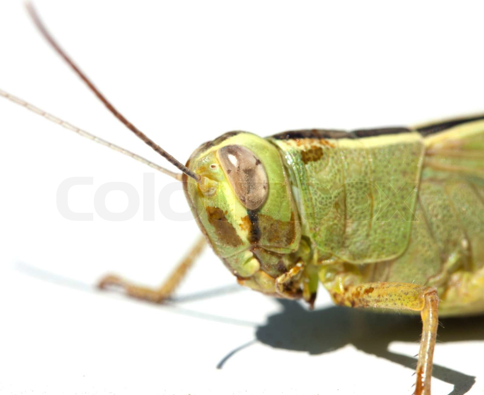 green insect grasshopper isolated on white | Stock image | Colourbox