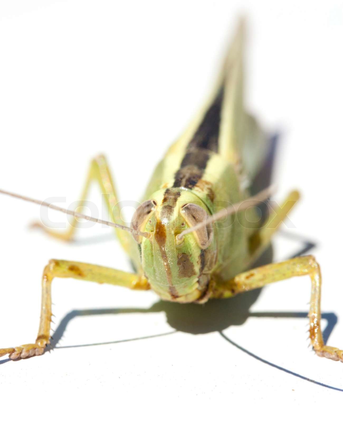 green insect grasshopper isolated on white | Stock image | Colourbox