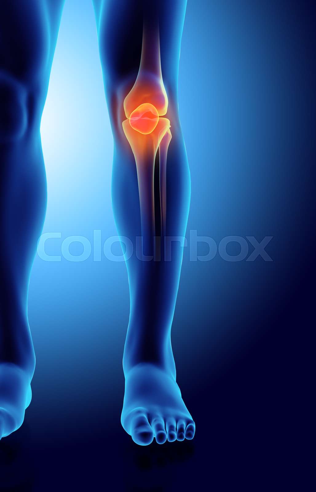 3D illustration of Patella, medical concept. | Stock image | Colourbox