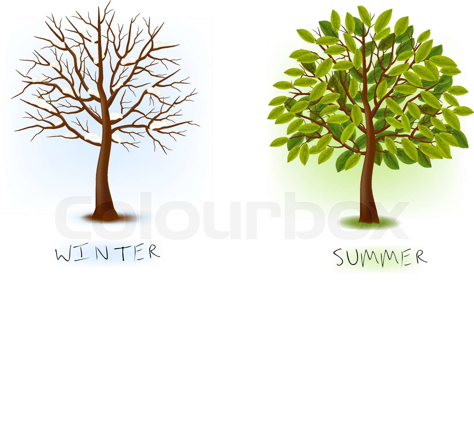 Summer Tree Clipart