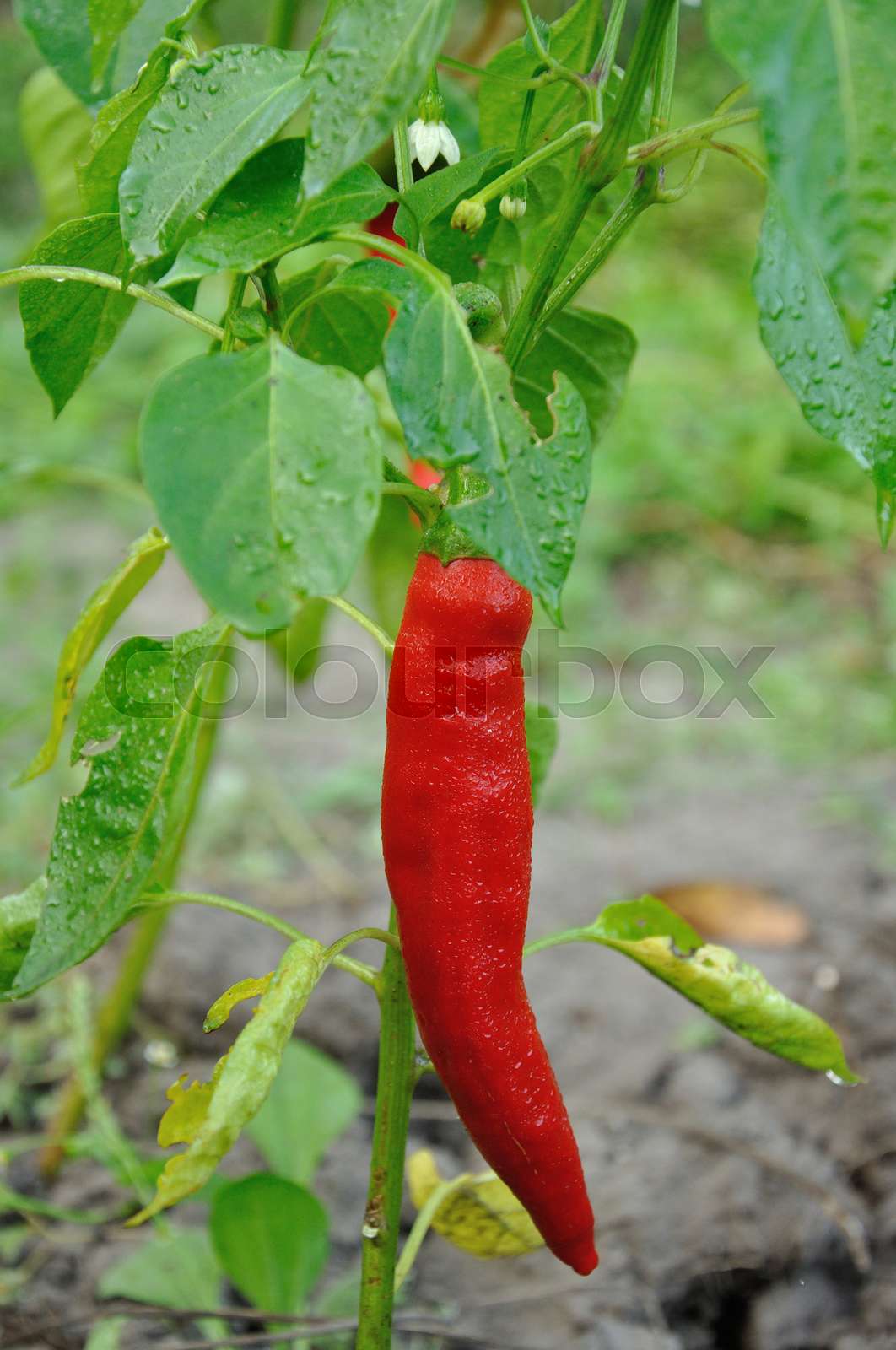 Red long hot pepper | Stock image | Colourbox