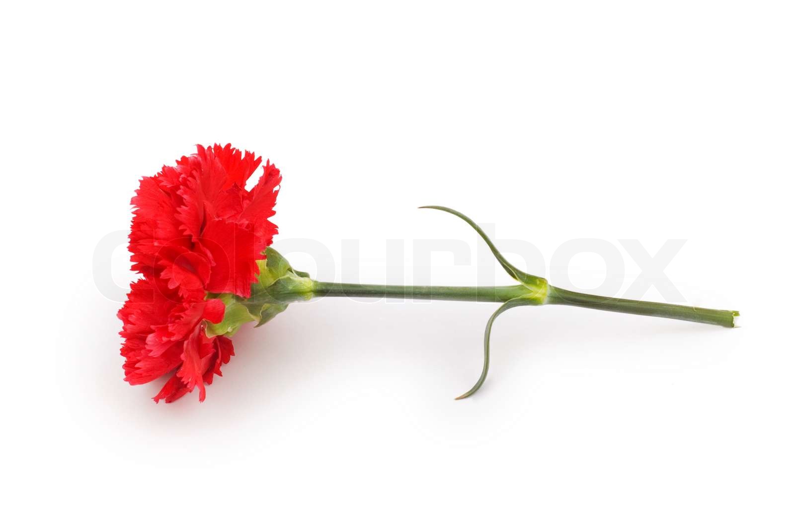Rote Nelke auf dem weißen Hintergrund isoliert | Stock Bild | Colourbox