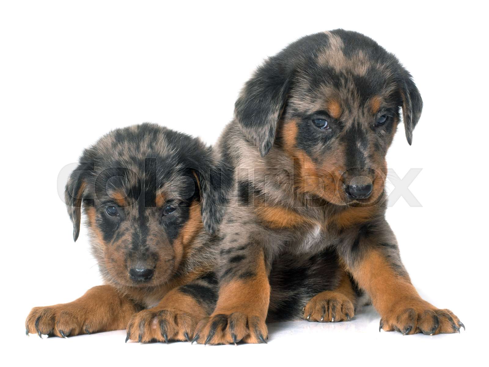 Beauceron Puppies