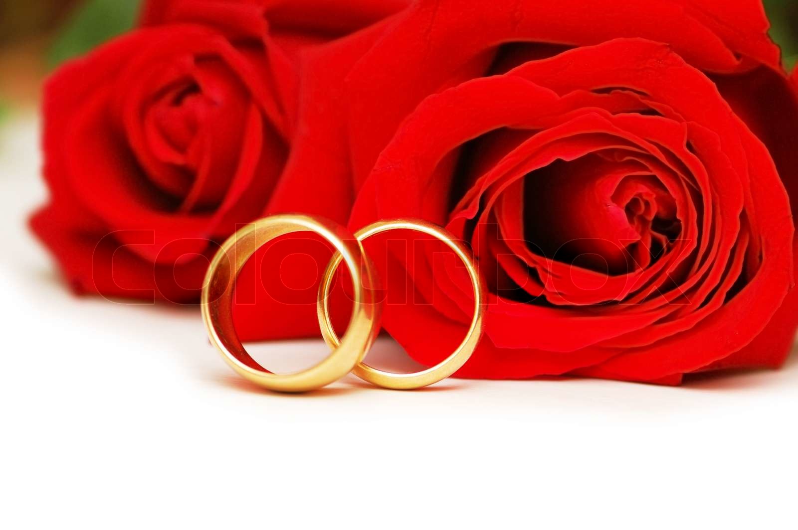 Two wedding rings and red roses isolated on white | Stock image | Colourbox