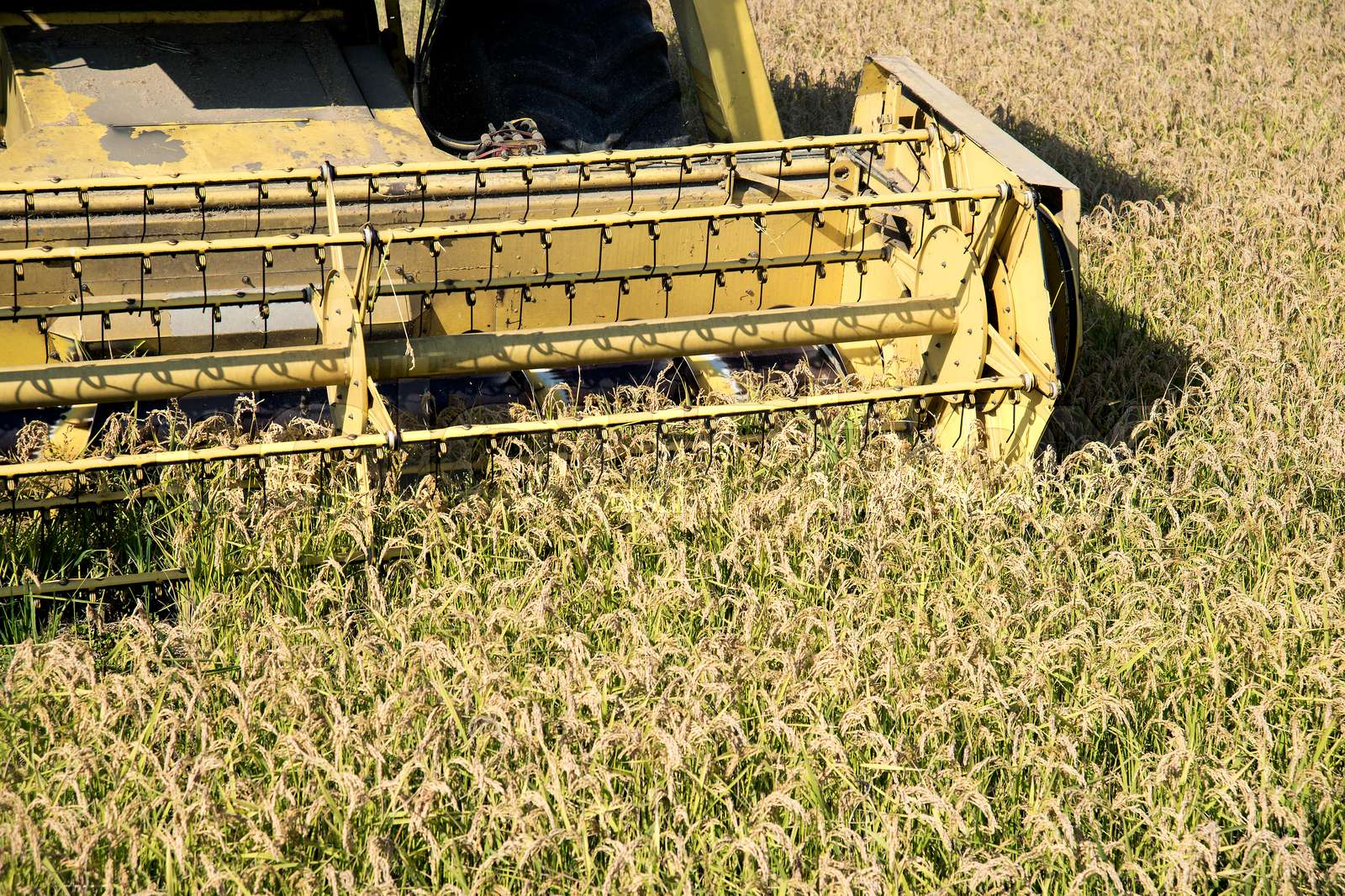 Harvesting and threshing rice in Italy | Stock image | Colourbox