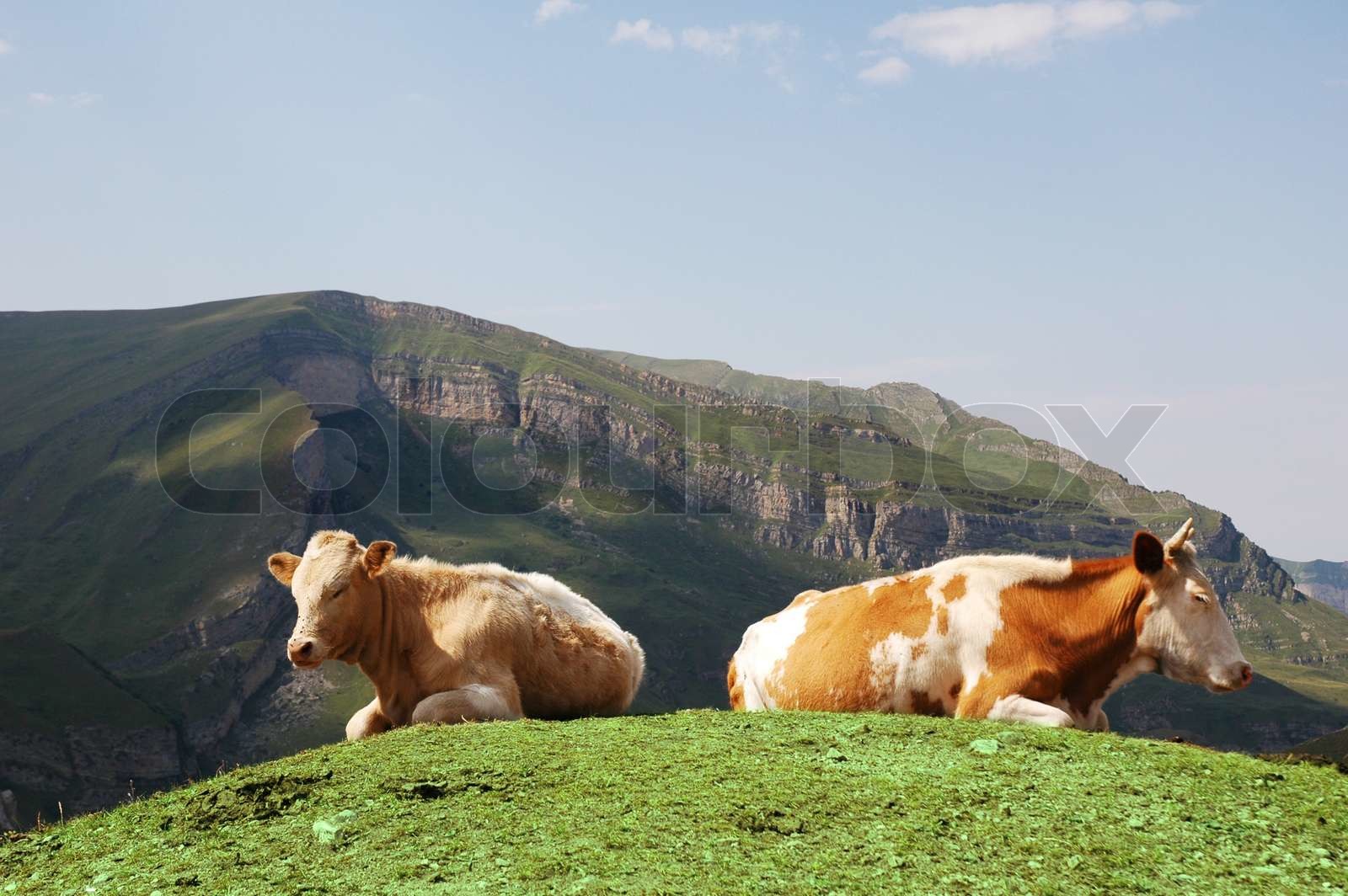 Tow cows at the top of hill in summer | Stock image | Colourbox