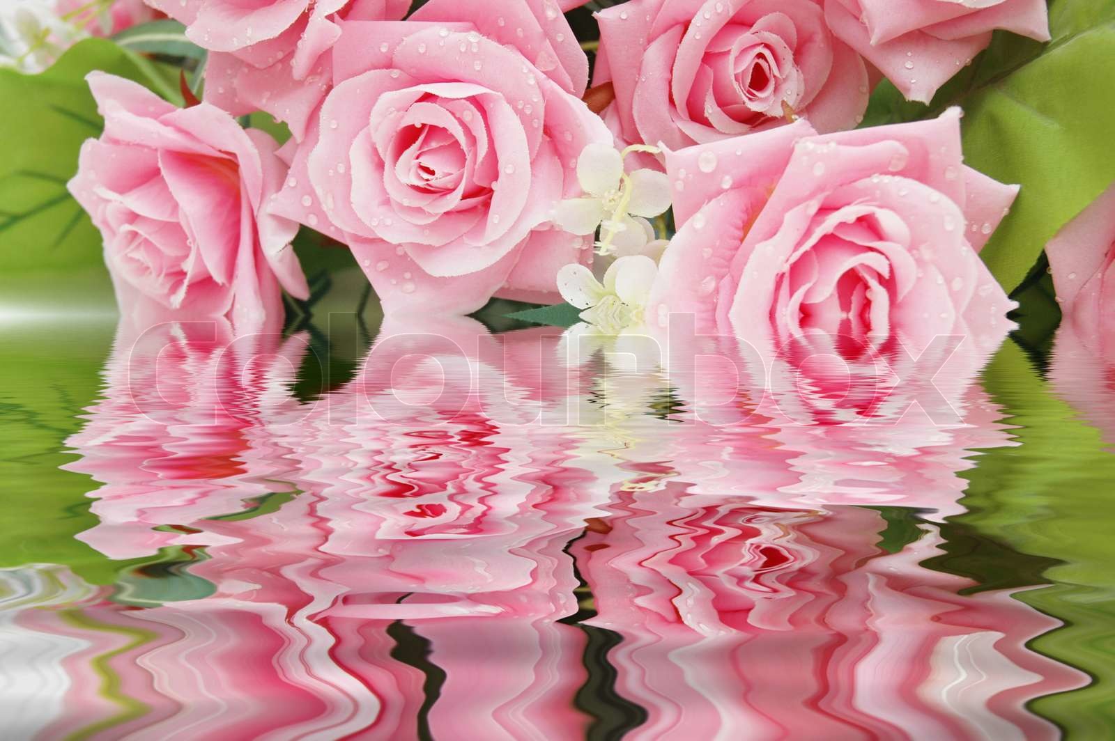 Pink Roses and their reflection in the water | Stock image | Colourbox