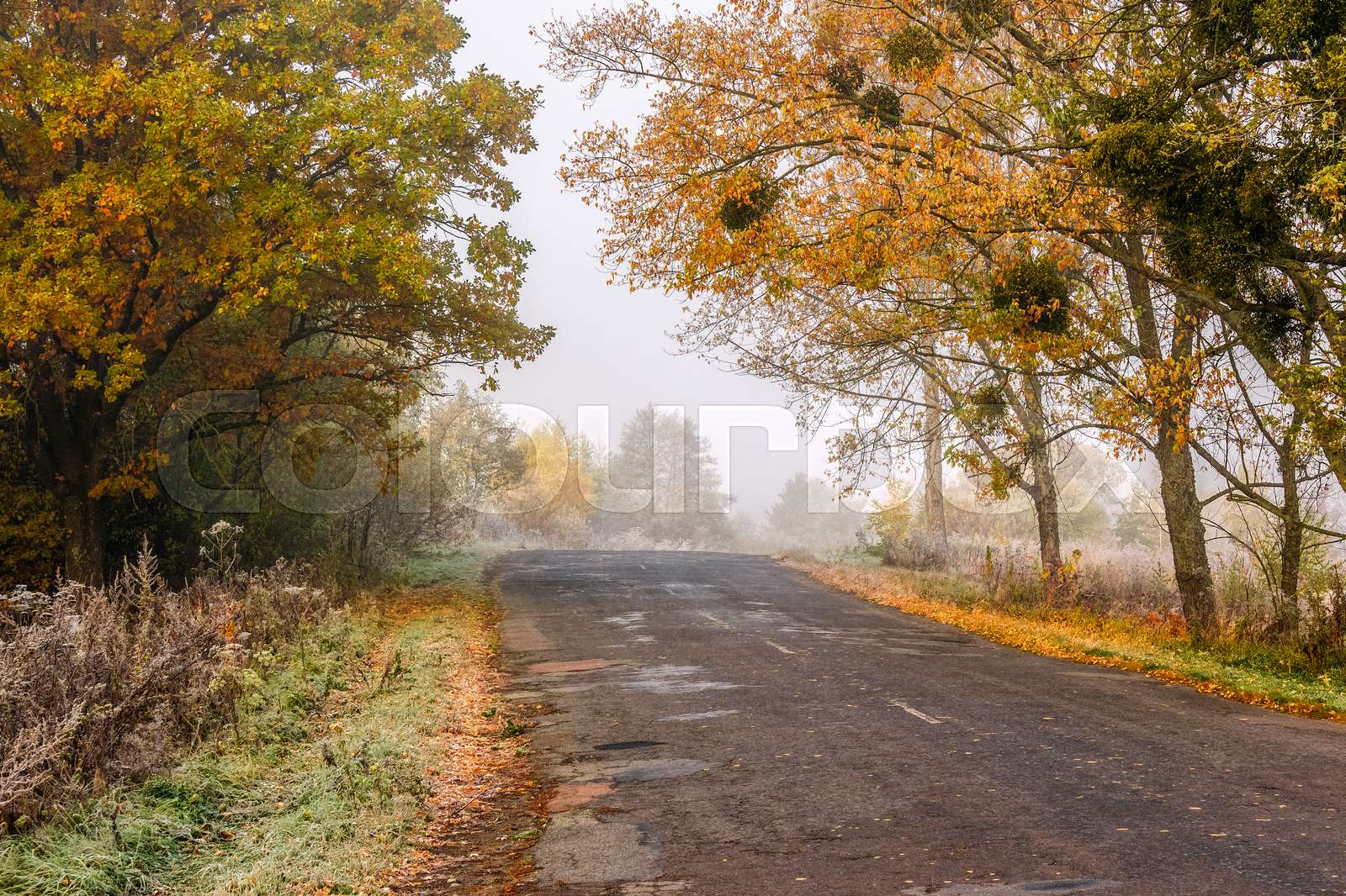 road through foggy forest in autumn | Stock image | Colourbox