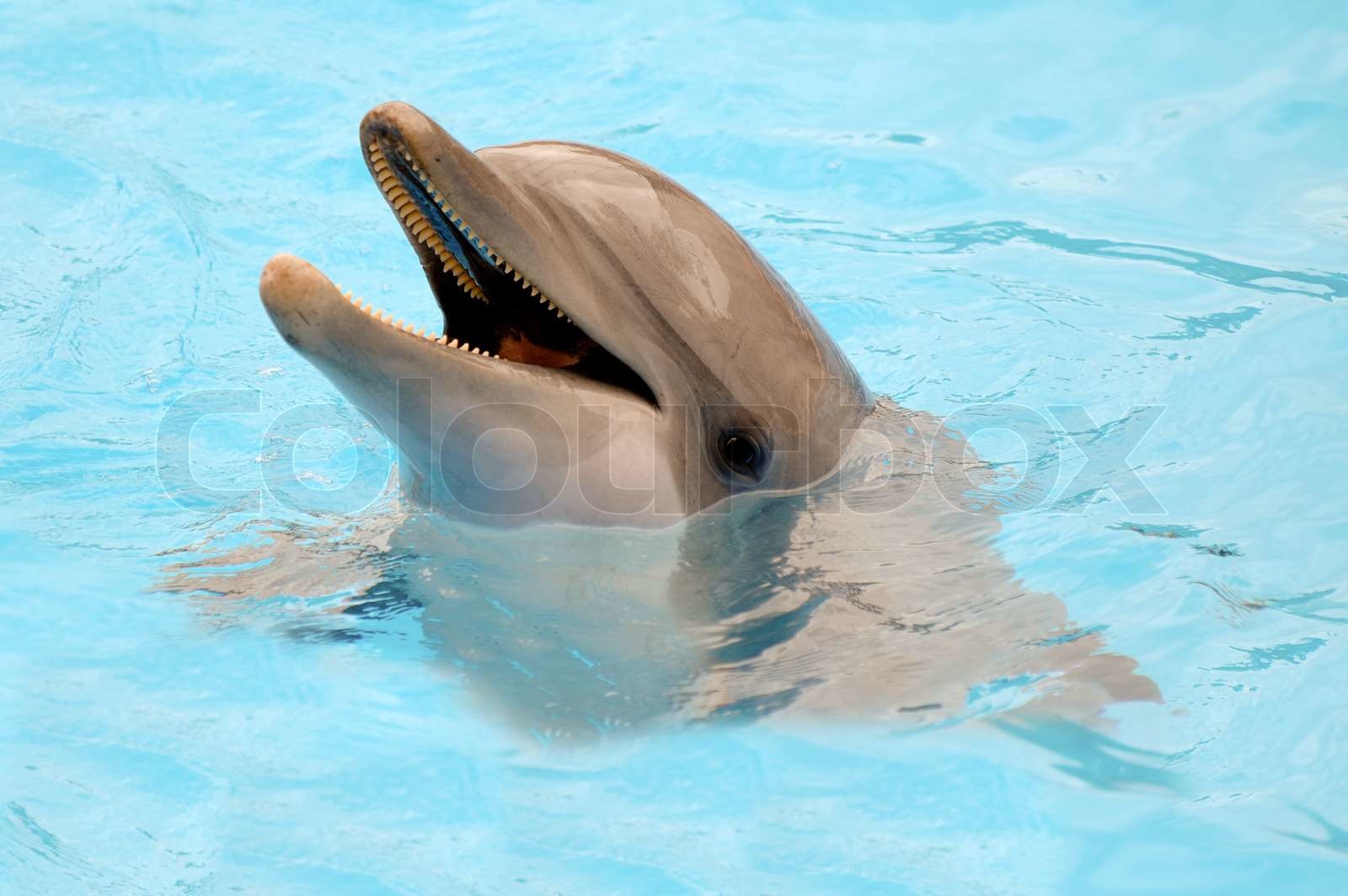 Glad delfin svømmer i vandet. | Stock foto | Colourbox
