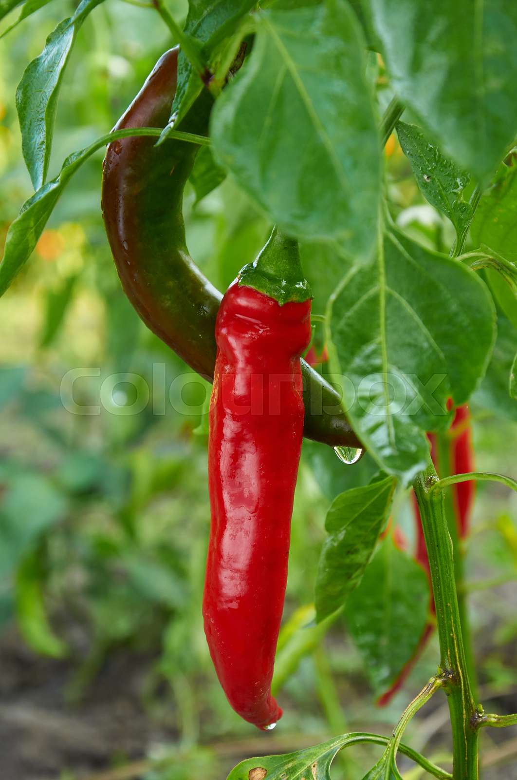 Red long hot pepper | Stock image | Colourbox