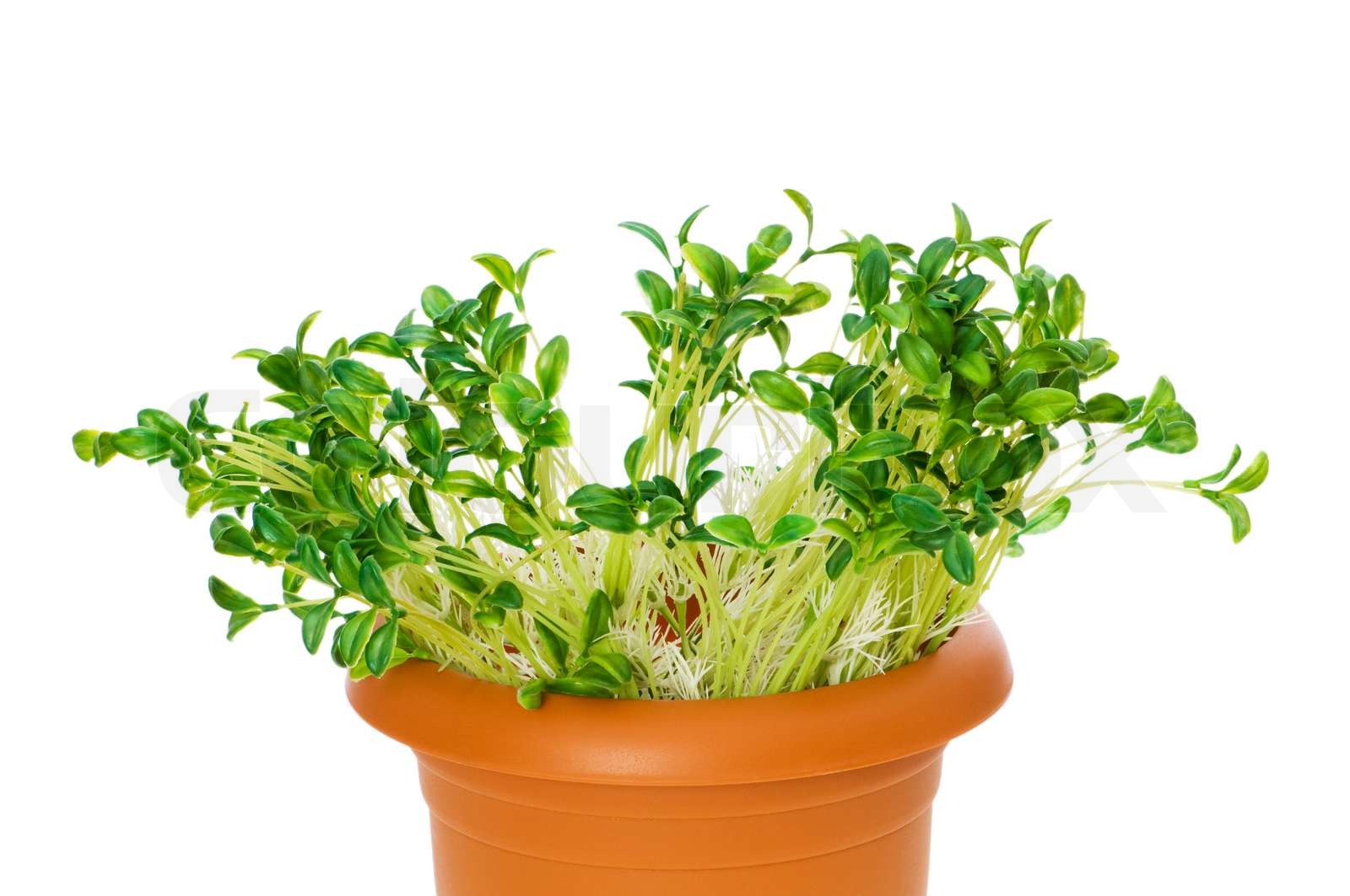 Green saplings growing in the clay pot | Stock image | Colourbox