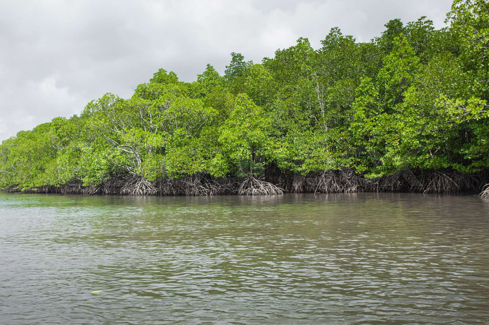 Mangrove tree at Havelock island, Andaman and Nicobar, India | Stock ...