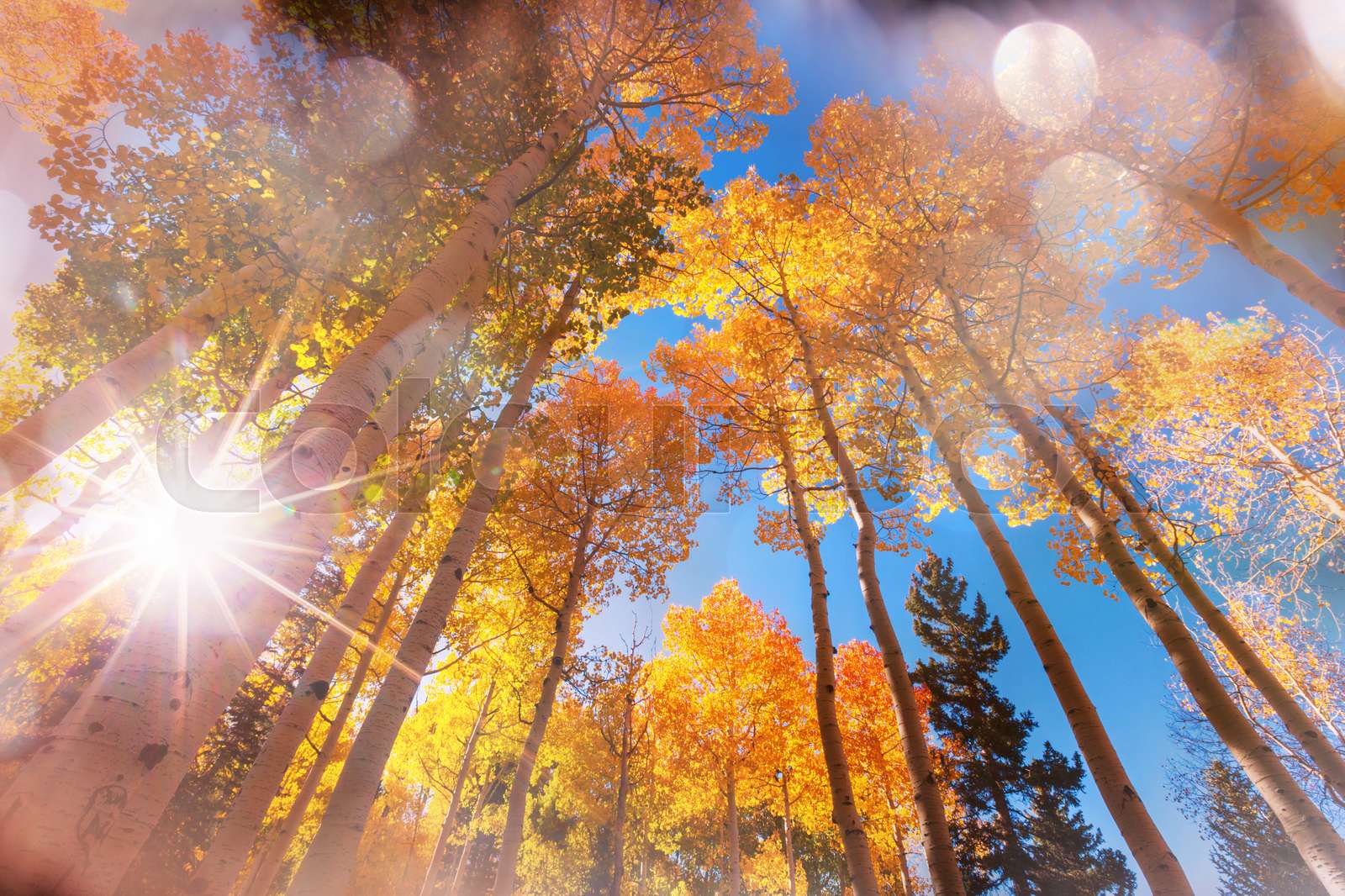 Autumn | Stock image | Colourbox