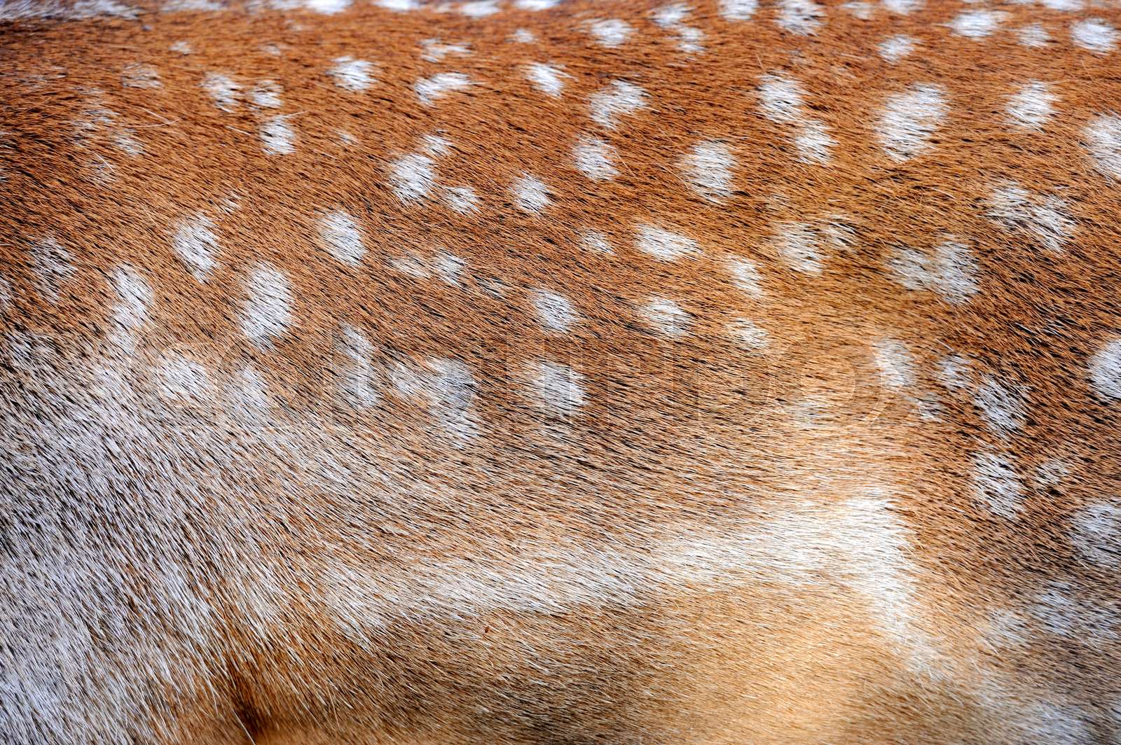 Deer Hide Texture