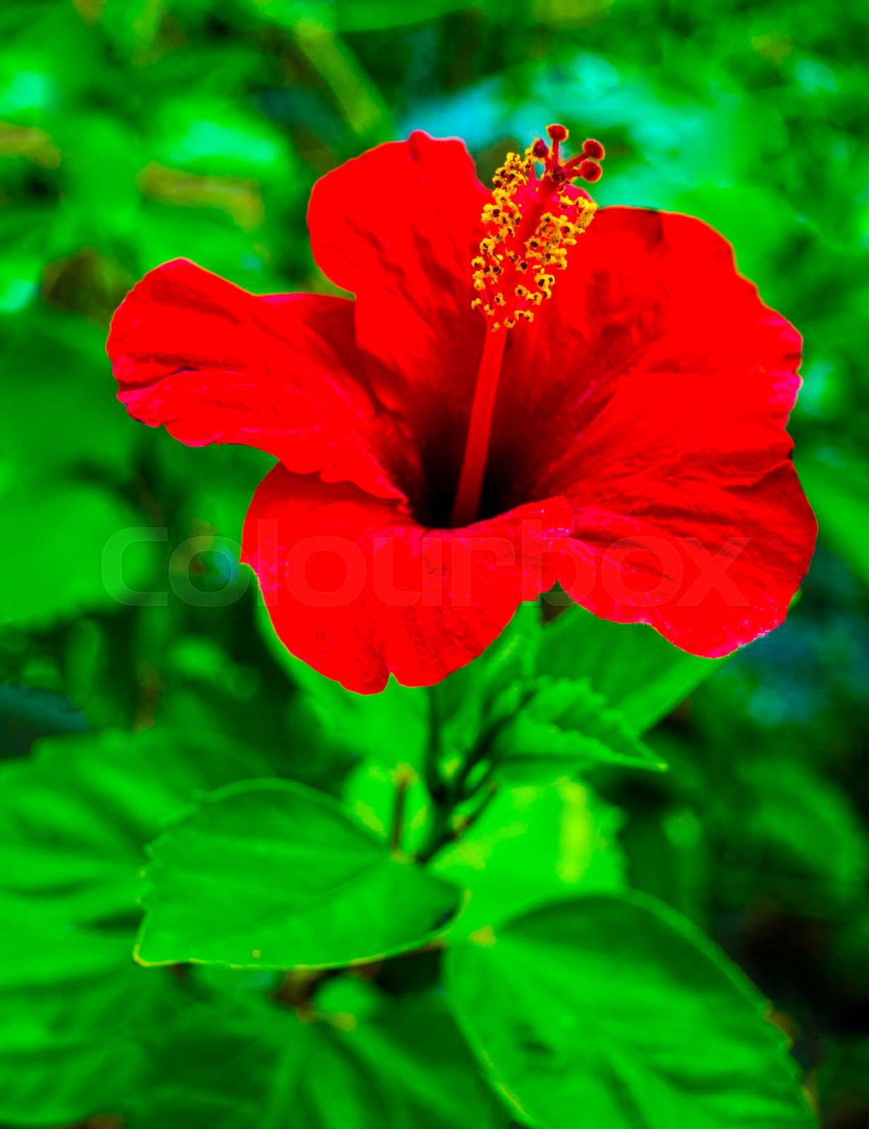 Hibiscus. Karkade. Hibiscus flower | Stock image | Colourbox