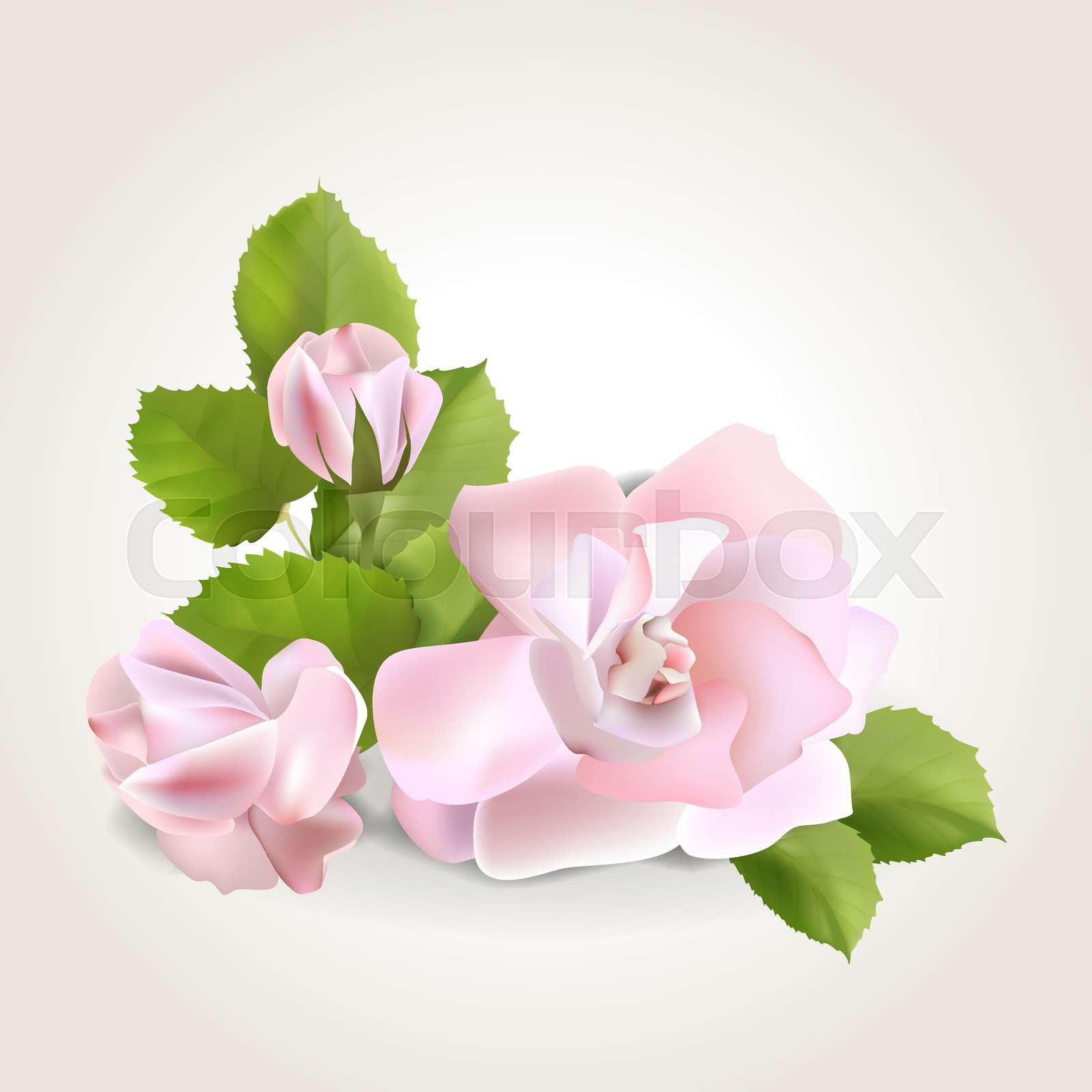 Rose corner | Stock vector | Colourbox