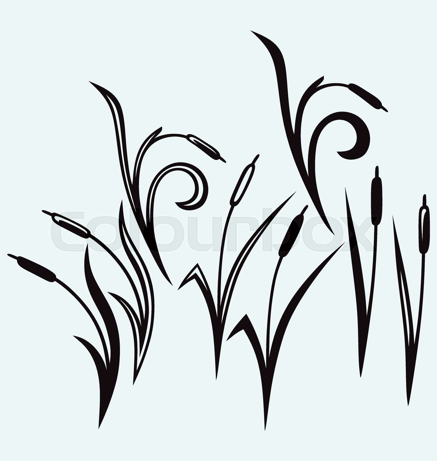 Reed. Vector style | Stock vector | Colourbox