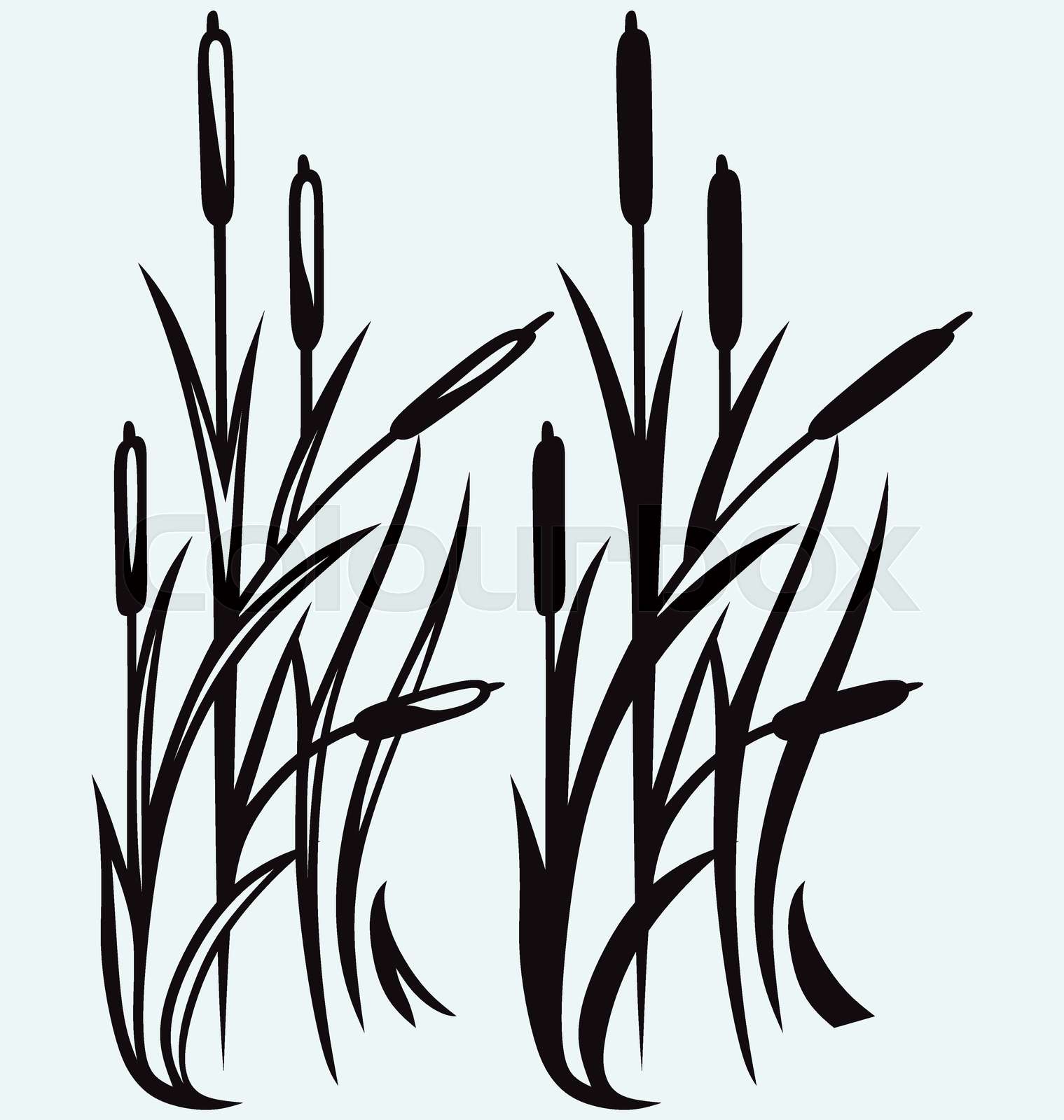 Reed. Vector style | Stock vector | Colourbox