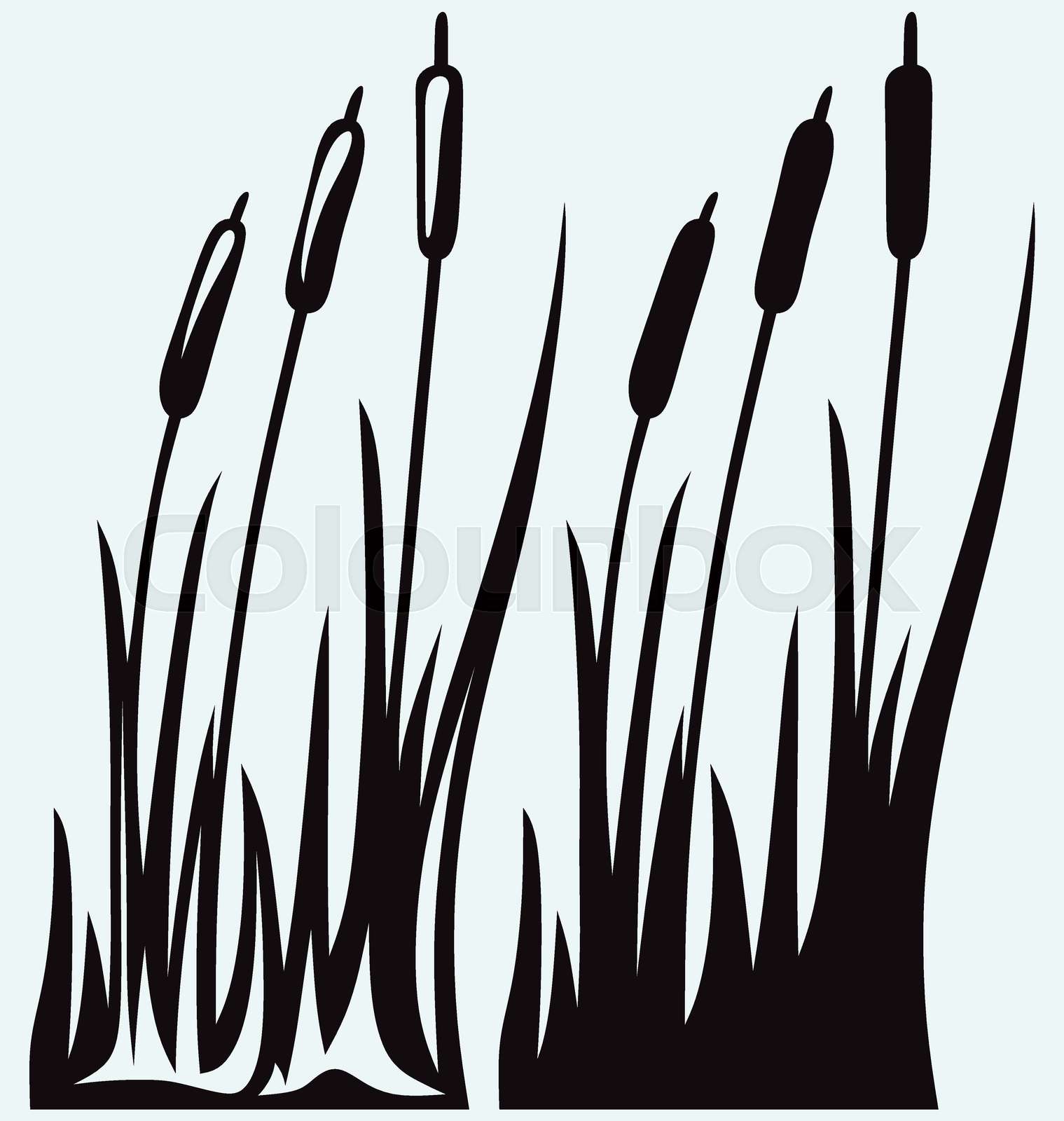 Reed. Vector style | Stock vector | Colourbox