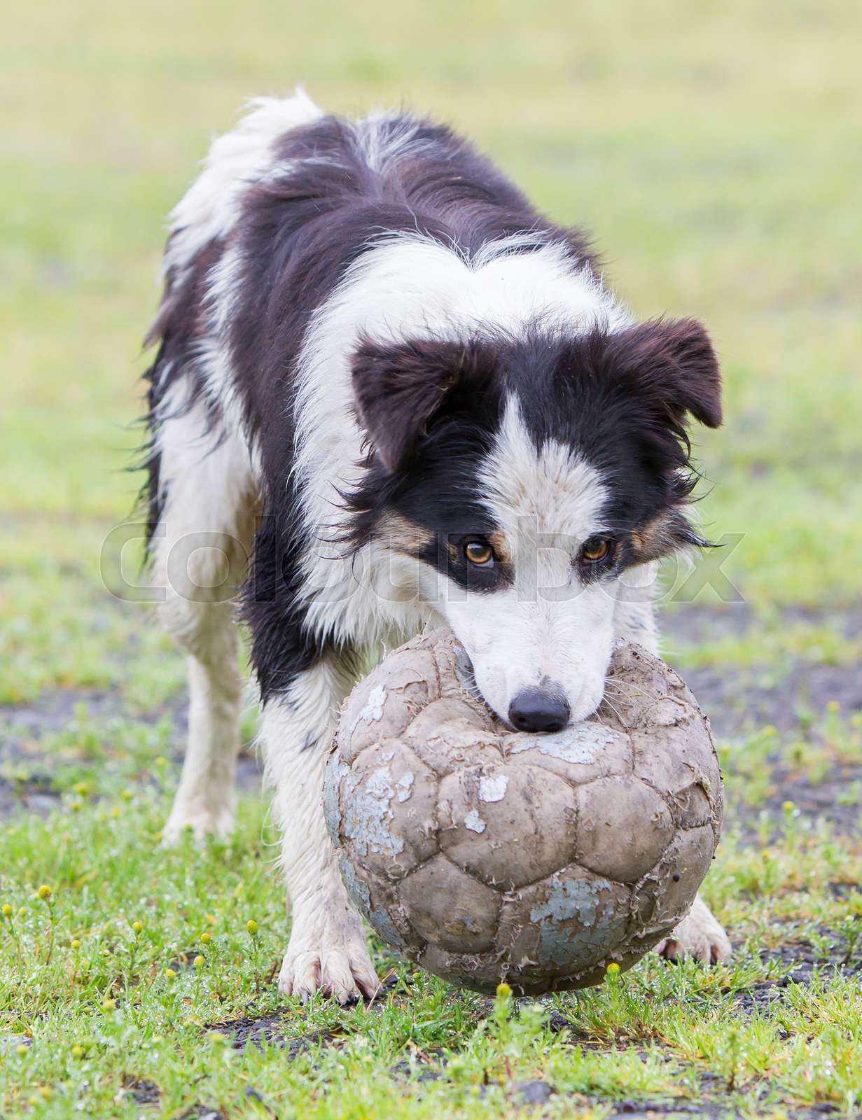 Playful Border collie | Stock image | Colourbox