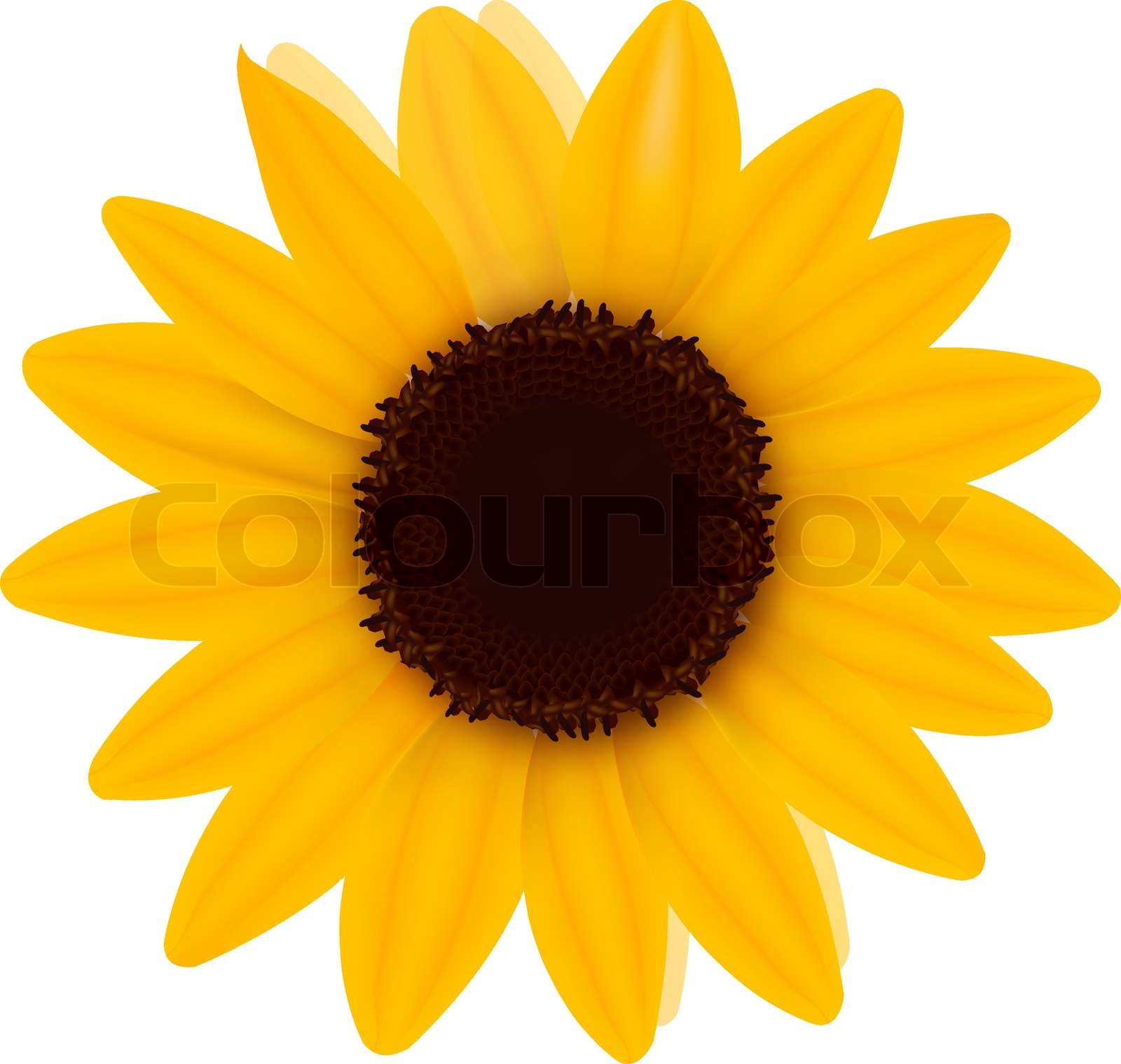 Beautiful yellow Sunflower. Vector illustration | Stock vector | Colourbox