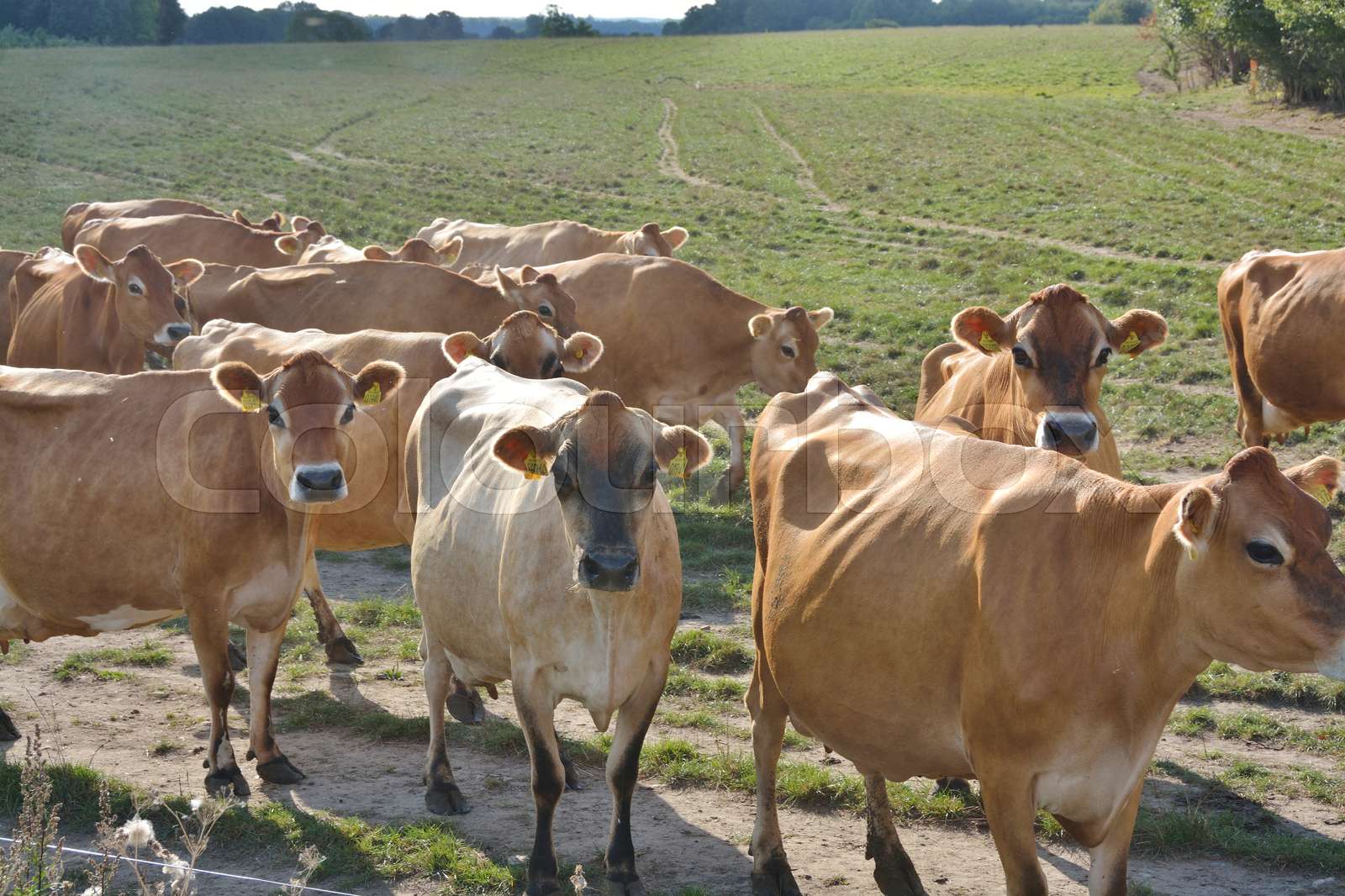 ko, køer og kvæg på mark på Fyn | Stock foto | Colourbox