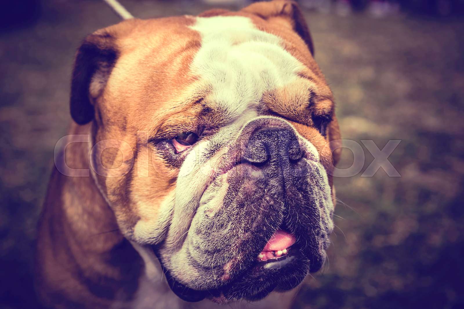 Angry English Bulldog