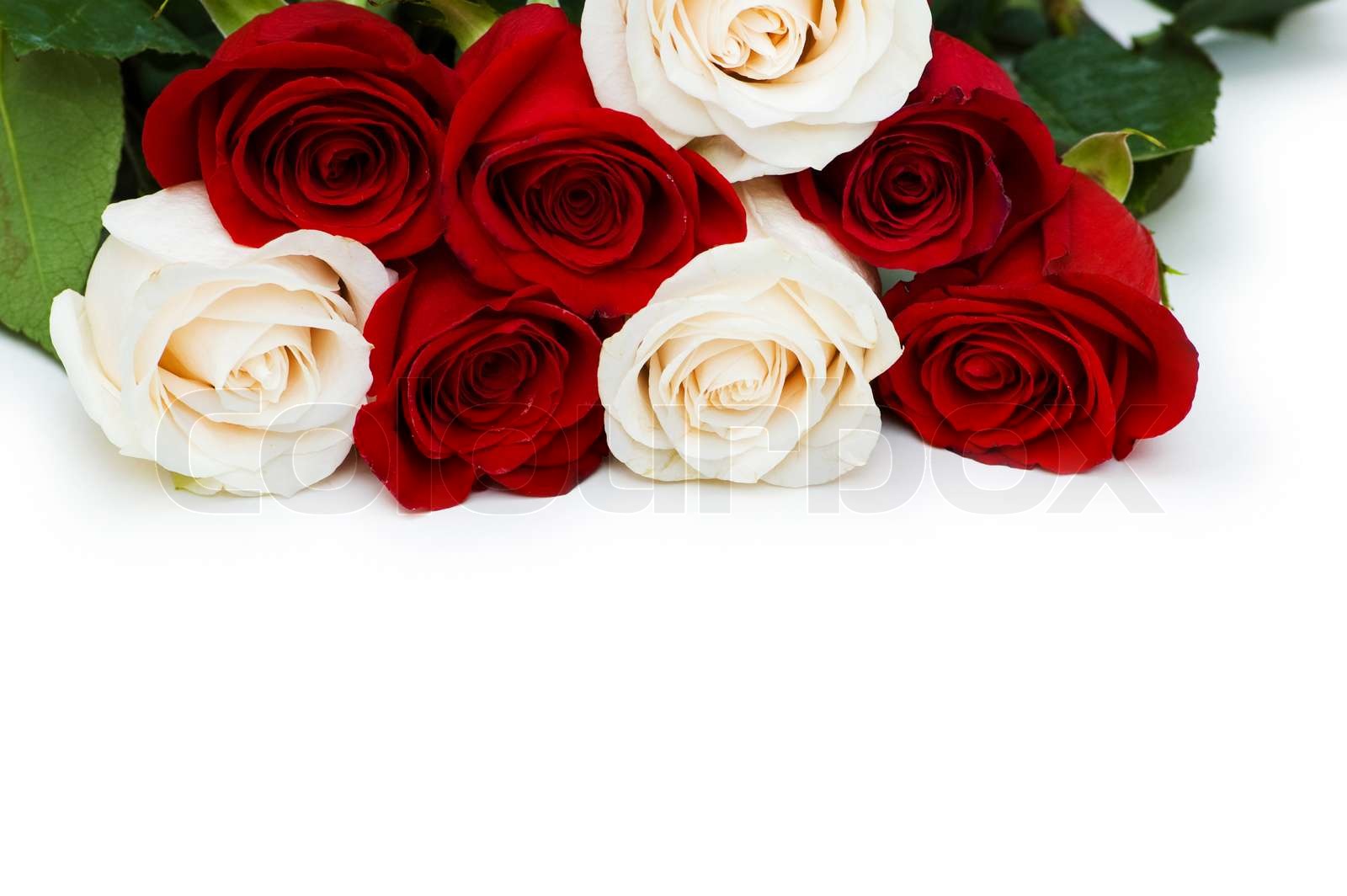Red and white roses isolated on white | Stock image | Colourbox