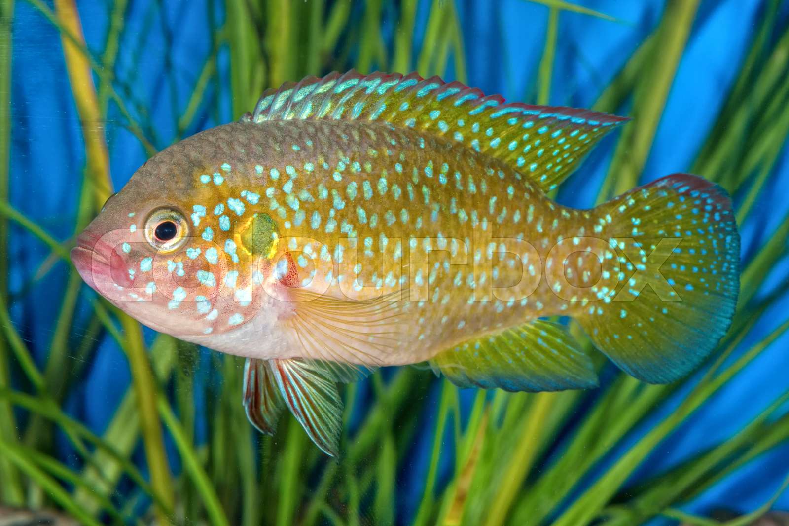 Portrait of cichlid fish (Hemichromis sp.) in aquarium | Stock image ...
