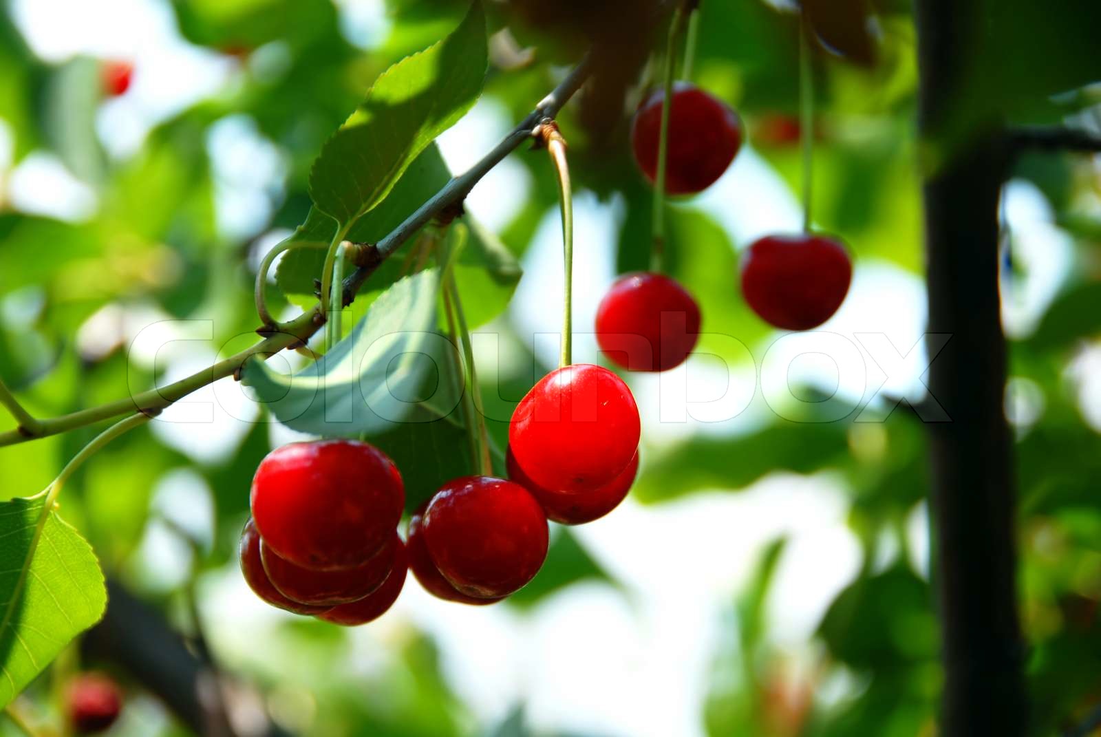 Gruppe von roten Kirschen auf Baum wächst Nahaufnahme | Stock Bild ...