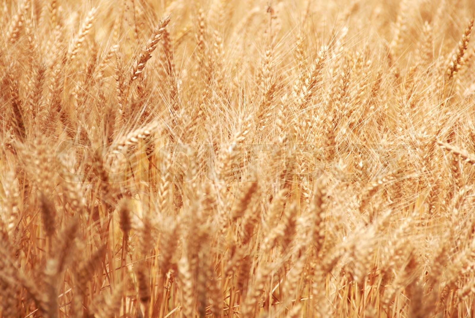 viele gelbe Weizenpflanzen auf dem Feld Hintergrund | Stock Bild ...
