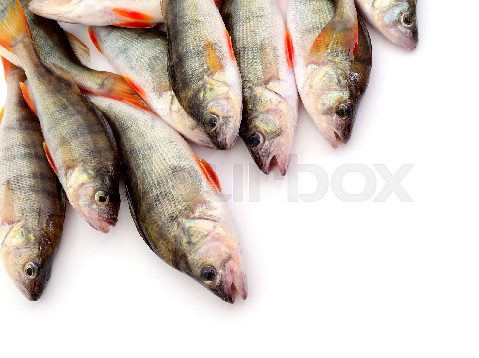 Perches on white. | Stock image | Colourbox