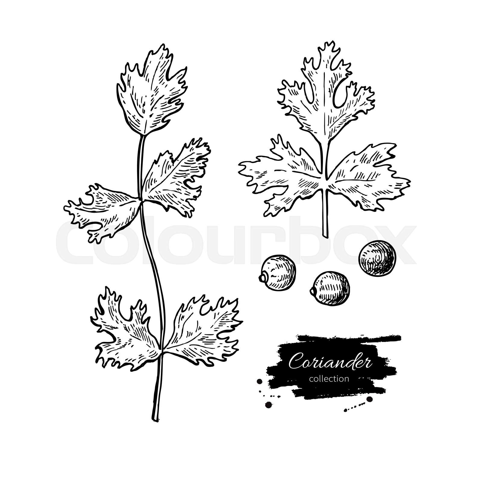 Coriander Plant Drawing