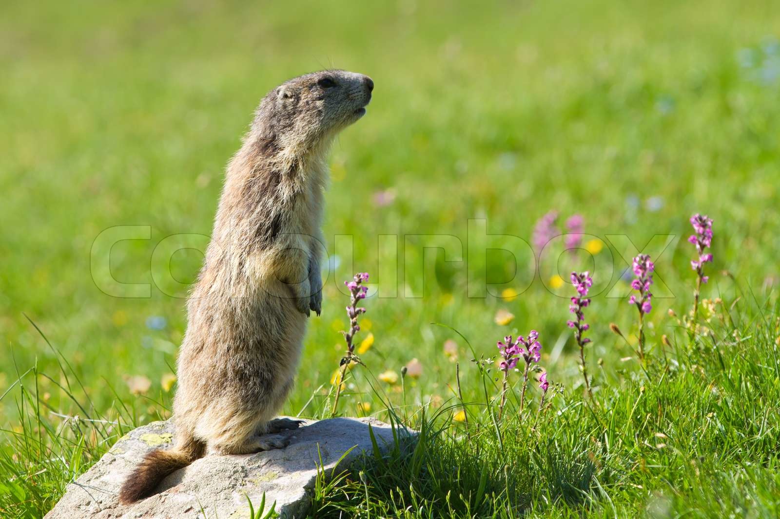 A cute marmot in the alps | Stock image | Colourbox