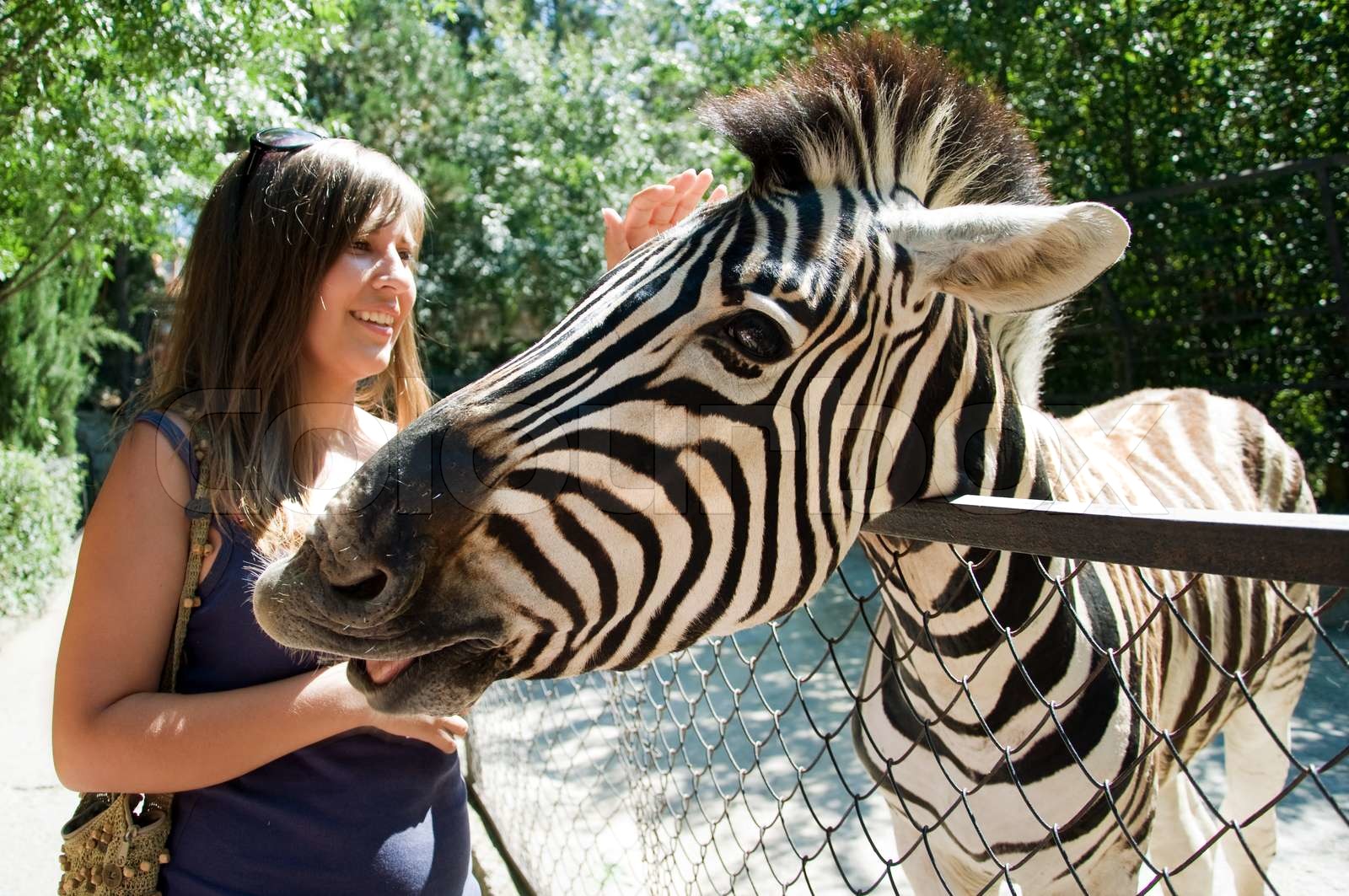 The meeting human and the zebra in the zoo | Stock image | Colourbox